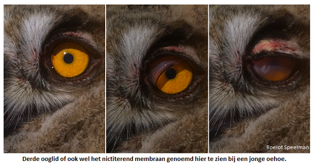 Het gezichtsvermogen :: Oehoe werkgroep Nederland