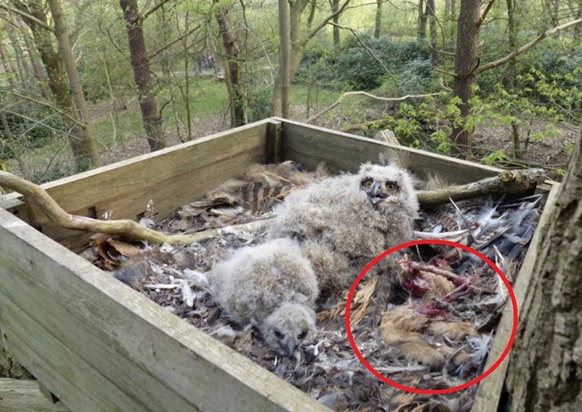 Kannibalisme :: Oehoe werkgroep Nederland